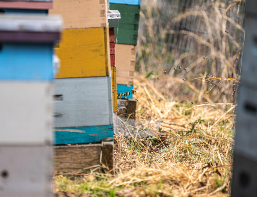 Enhancing Bee Forage Resources – Bee BC
