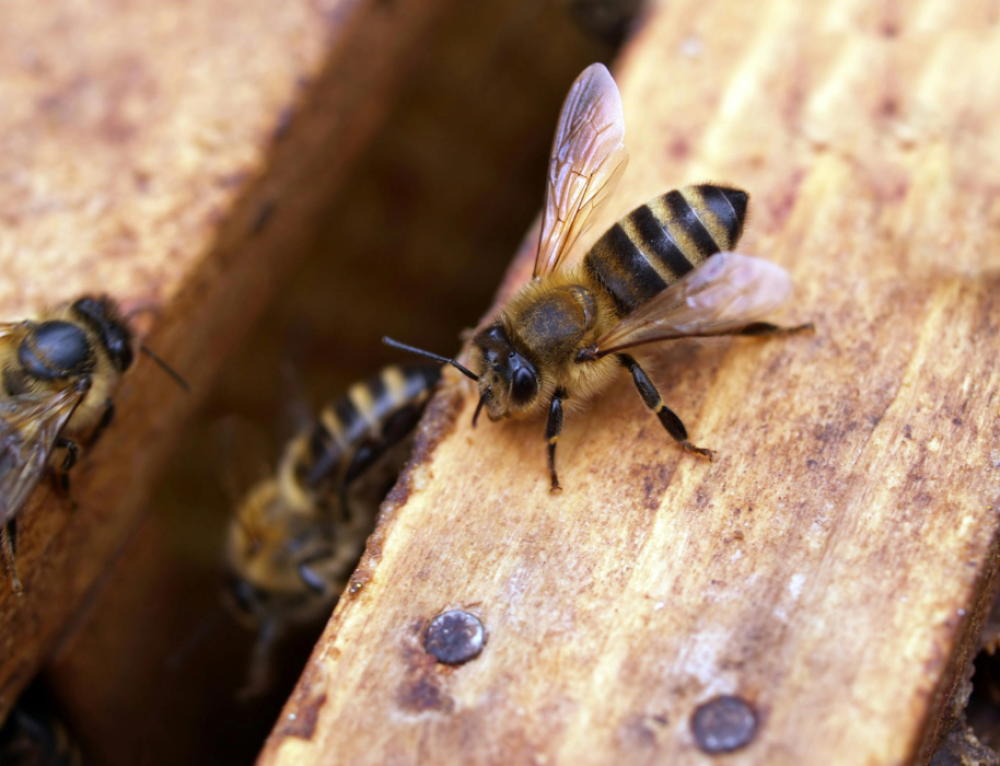 Enhancing Bee Forage Resources – Bee BC