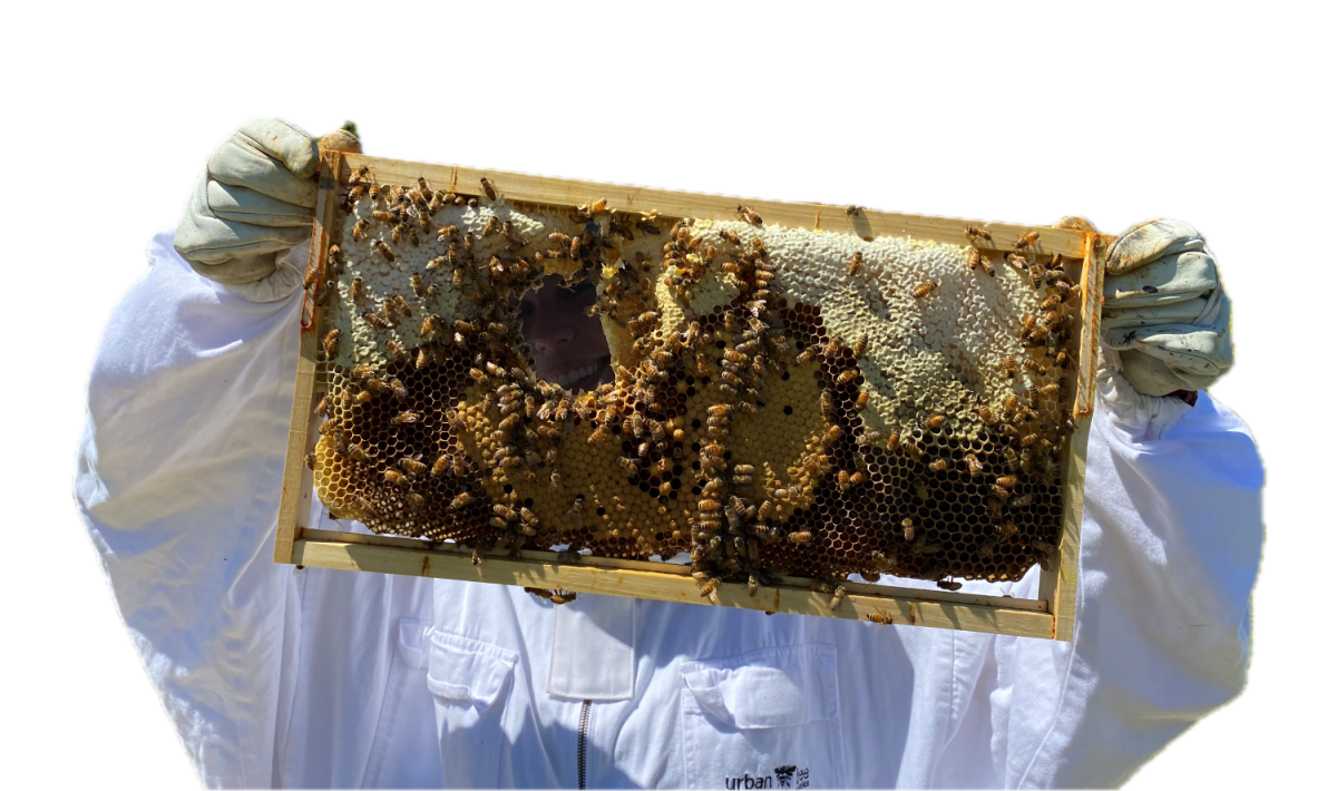 Buzzing with Biodiversity: Year-Round Forage to Support Bee Health – Bee BC